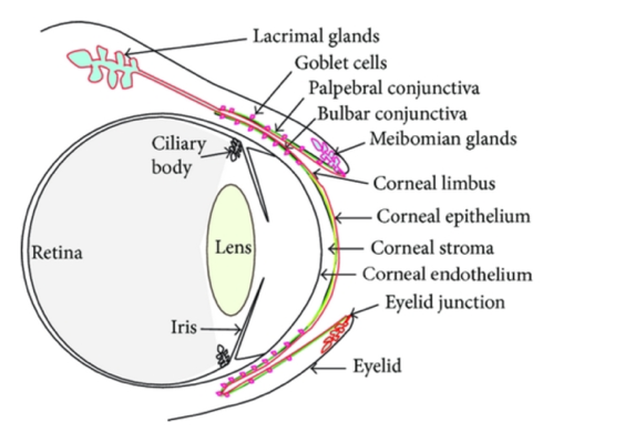 Homeostasis of the Ocular Surface – Dr. Mueller-Lierheim
